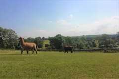 Barn Farm Campsite in Matlock, Derbyshire - book online now