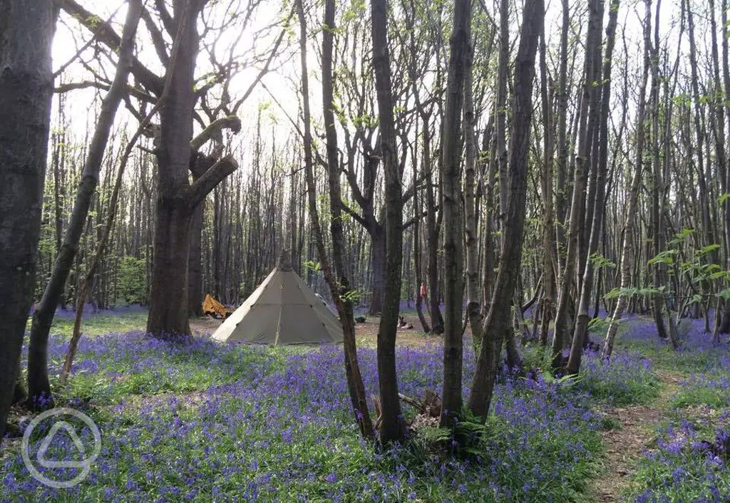 80+ campsites in Kent - the best places to go camping in Kent