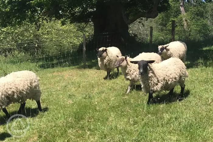 Etherley Farm in Dorking, Surrey - book online now