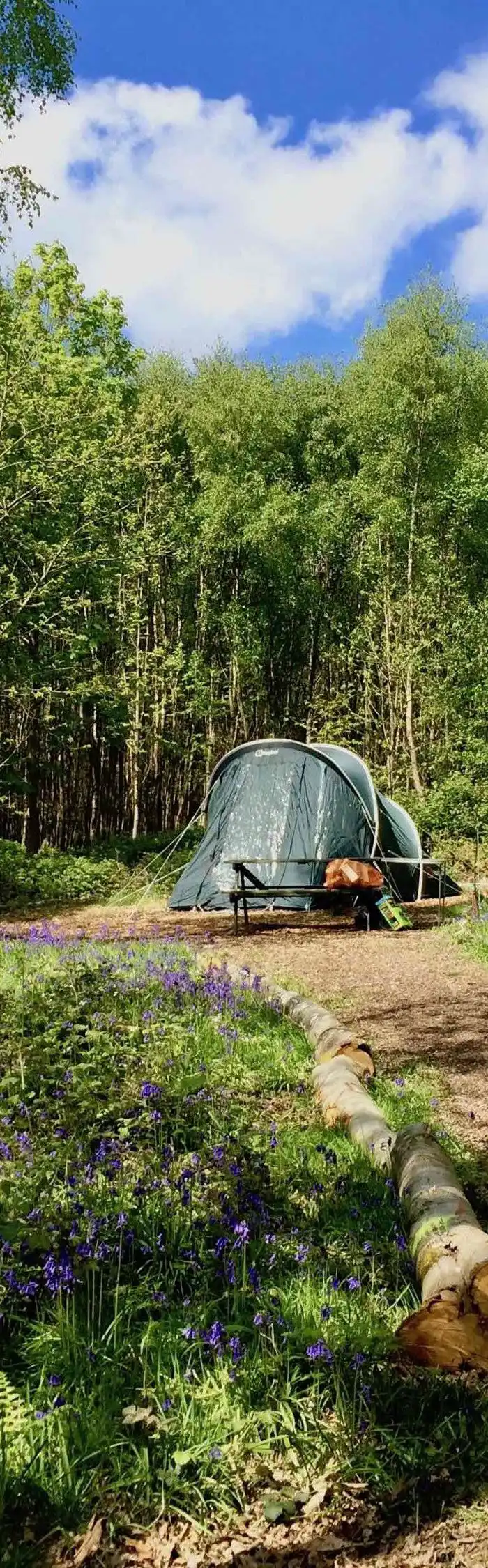 850+ woodland and forest campsites - top UK woodland camping