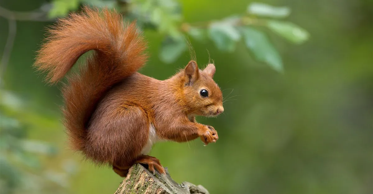 Why are red squirrels endangered? (And where to see them)