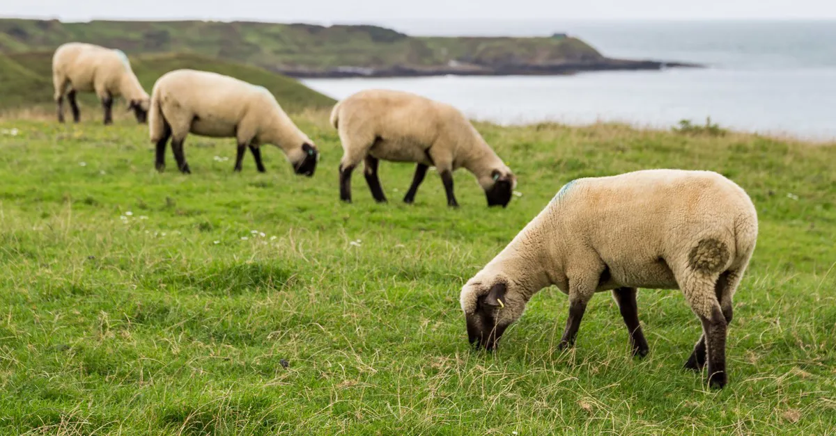 25+ Towyn campsites - Best sites for camping in Towyn, Conwy