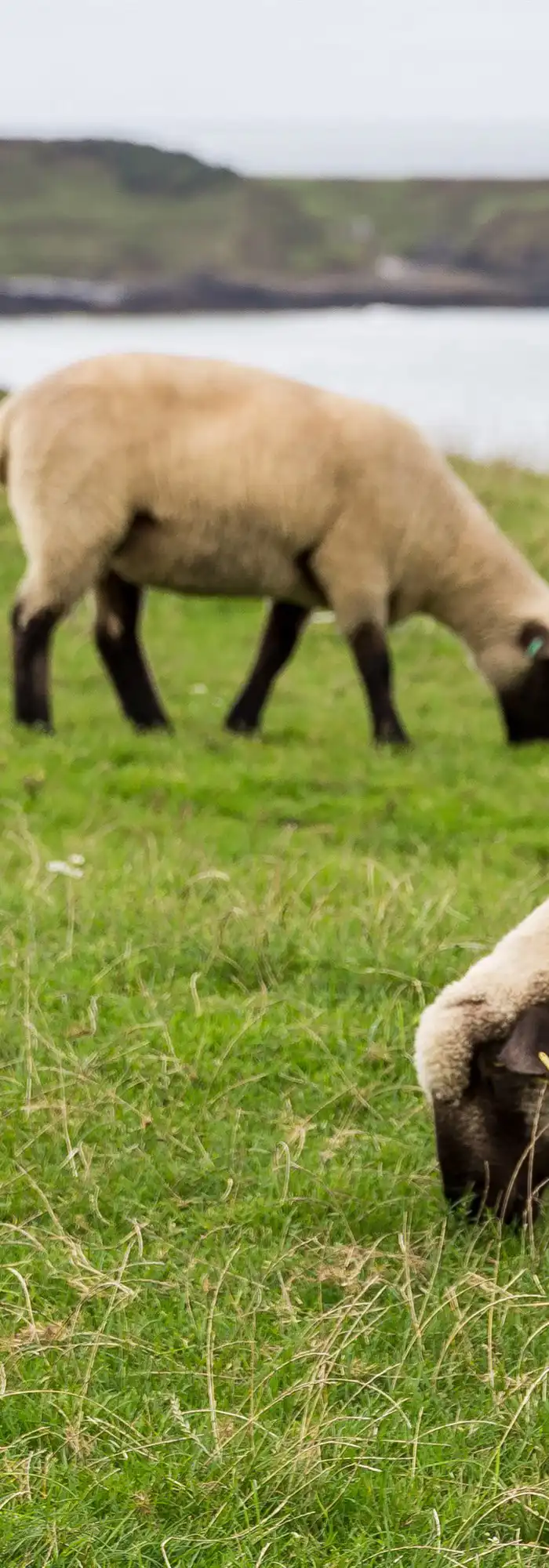 25+ Towyn campsites - Best sites for camping in Towyn, Conwy