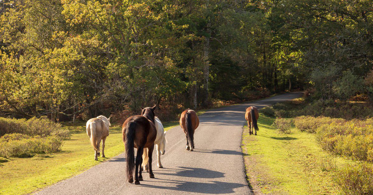 10 of the best campsites in the New Forest - book now!