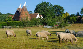 800+ farm campsites in the UK - camping on the farm is great fun