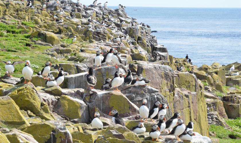 Your guide to Farne Islands boat trips