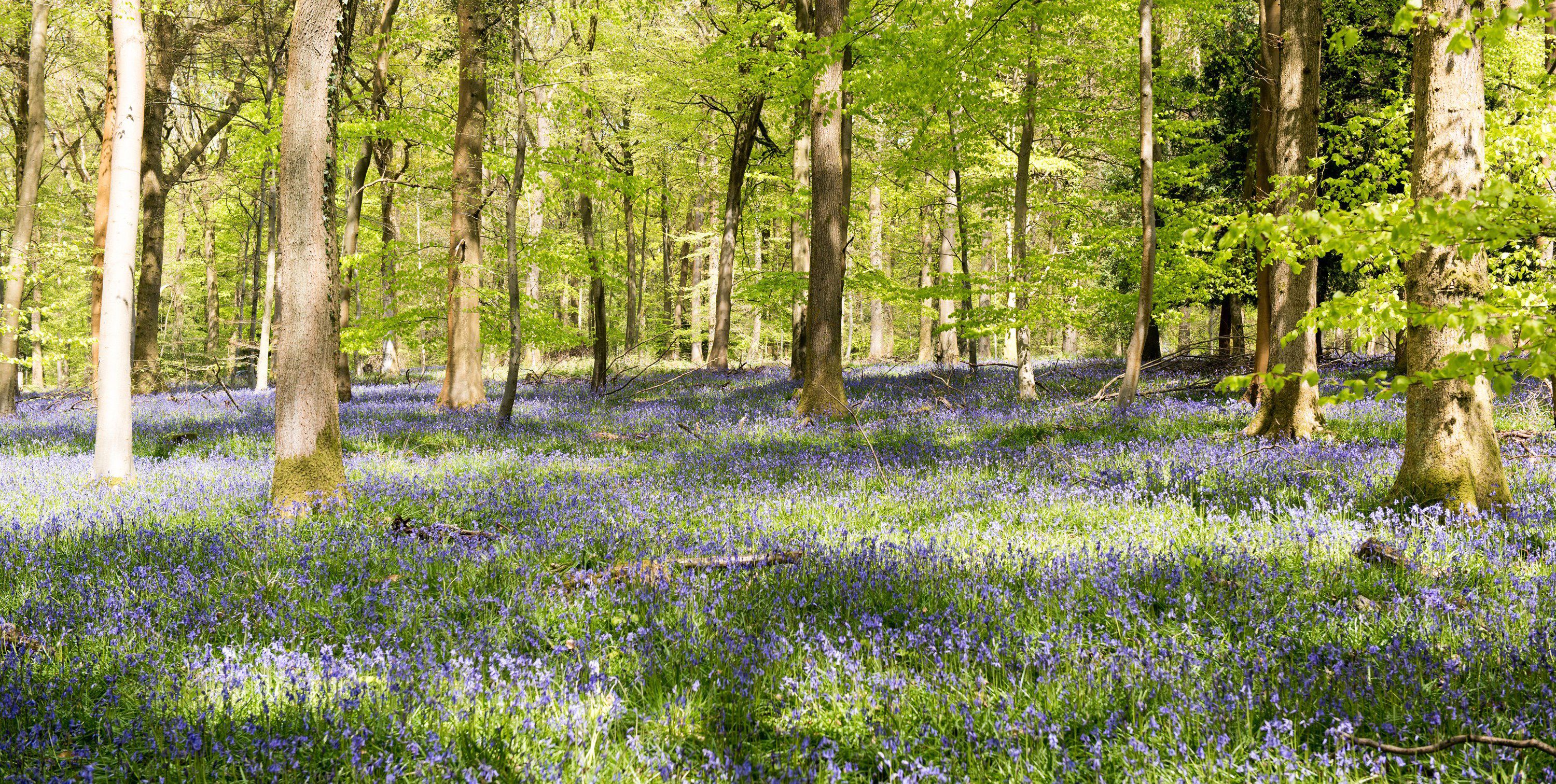 10+ campsites in the Forest of Dean | Best camping in the Forest of Dean