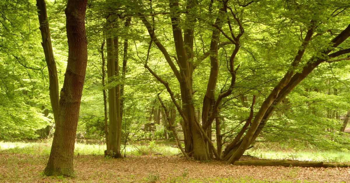 10+ Cuffley campsites | Best camping in Cuffley, Hertfordshire